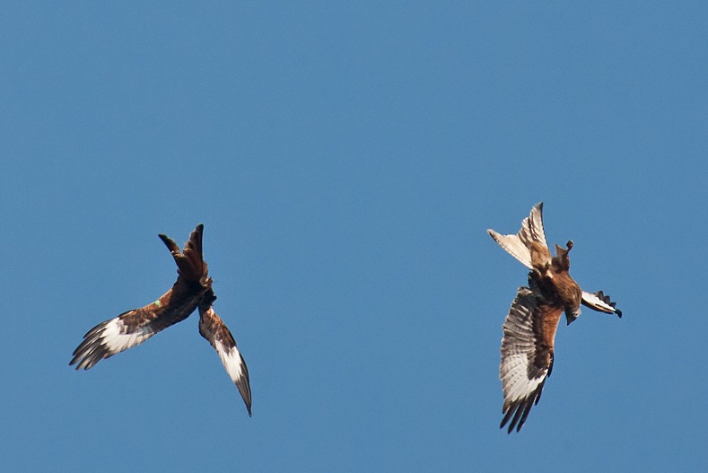 A Red Kite Day ~ Wildlife & Nature Photography